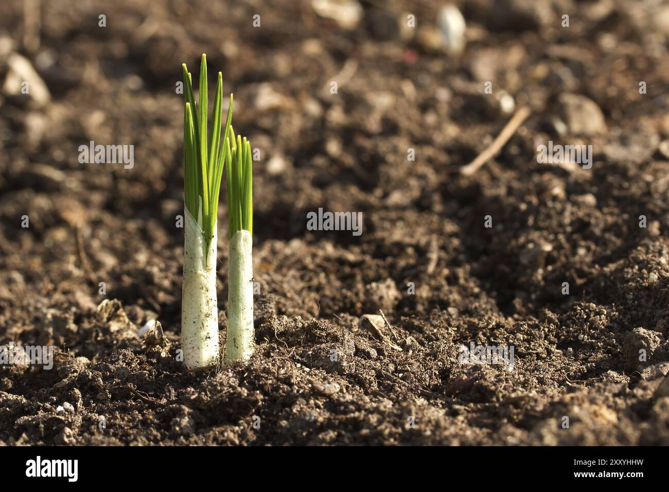 Plant shoots in spring Stock Photo - Alamy