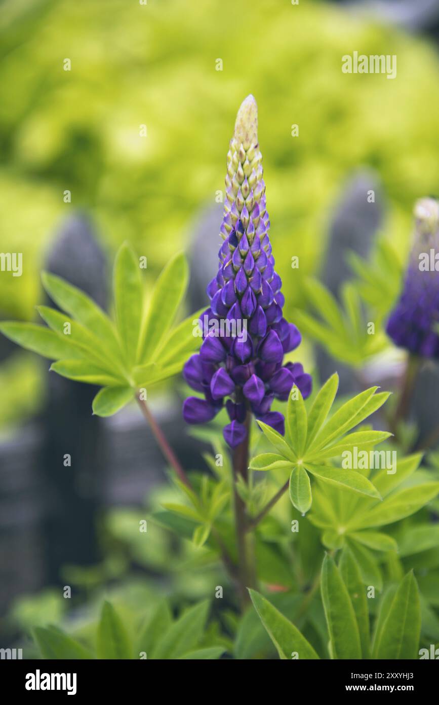 Narrow leaved lupin lupinus angustifolius hi-res stock photography and ...