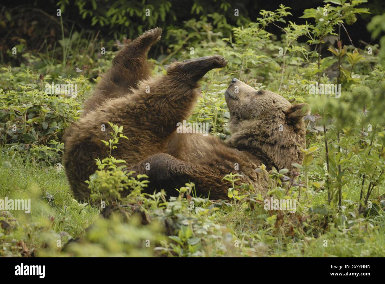 European brown bear smells its feet Stock Photo - Alamy