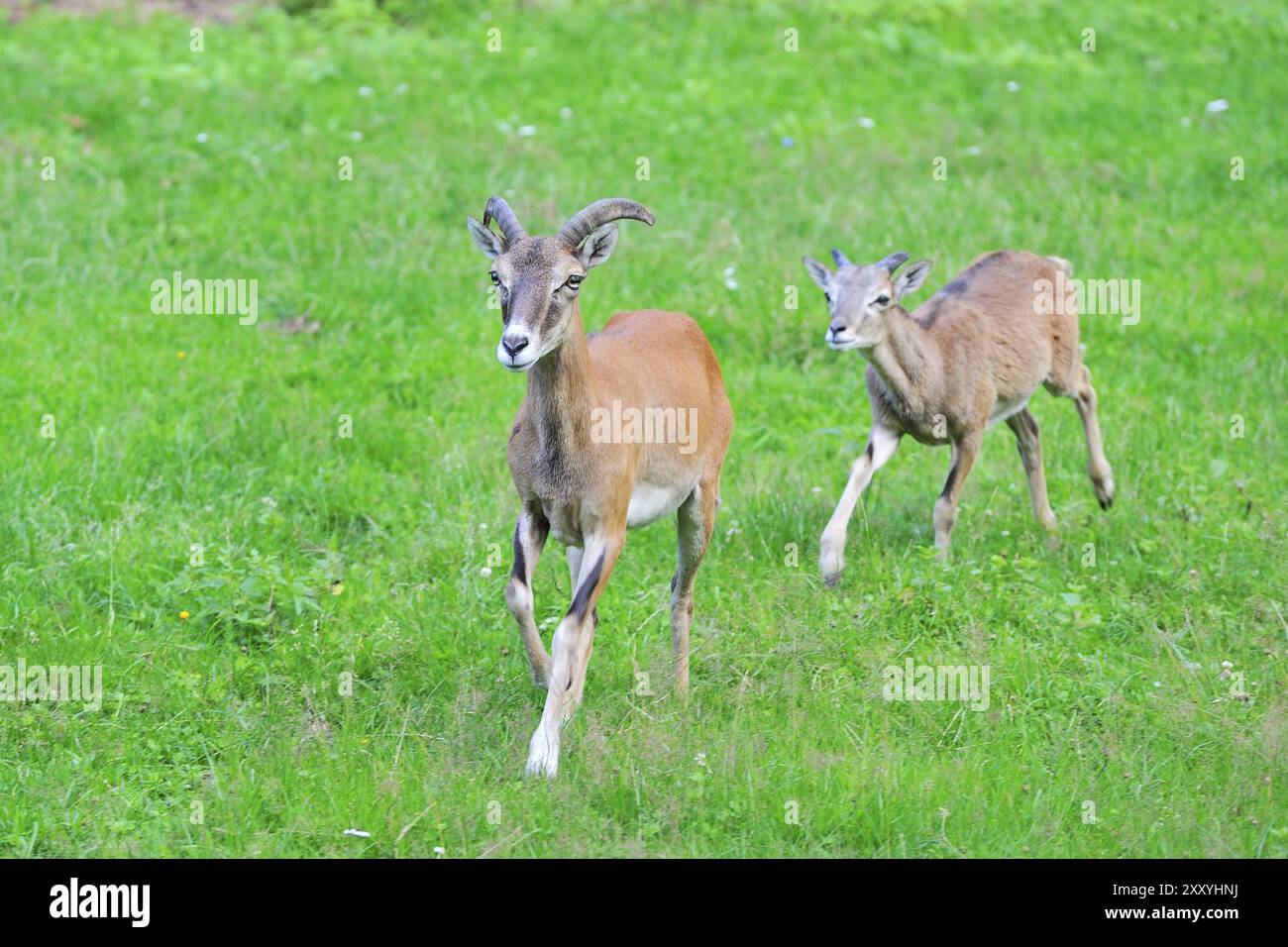 Mufflon ovis orientalis orientalis hi-res stock photography and images ...