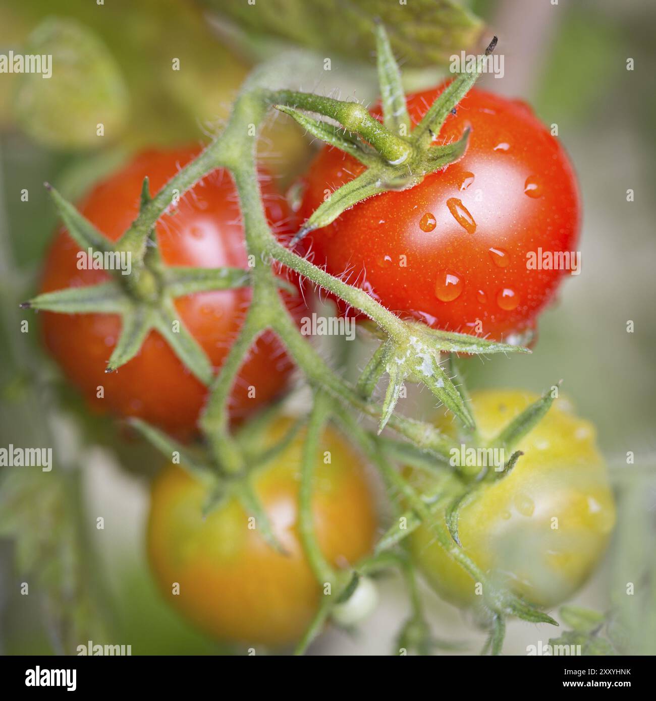 Square format tomato image hi-res stock photography and images - Alamy