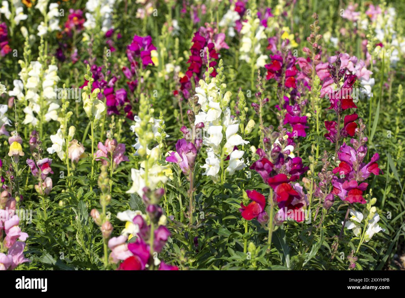 Snapdragon (Antirrhinum majus) in the flower bed Stock Photo - Alamy