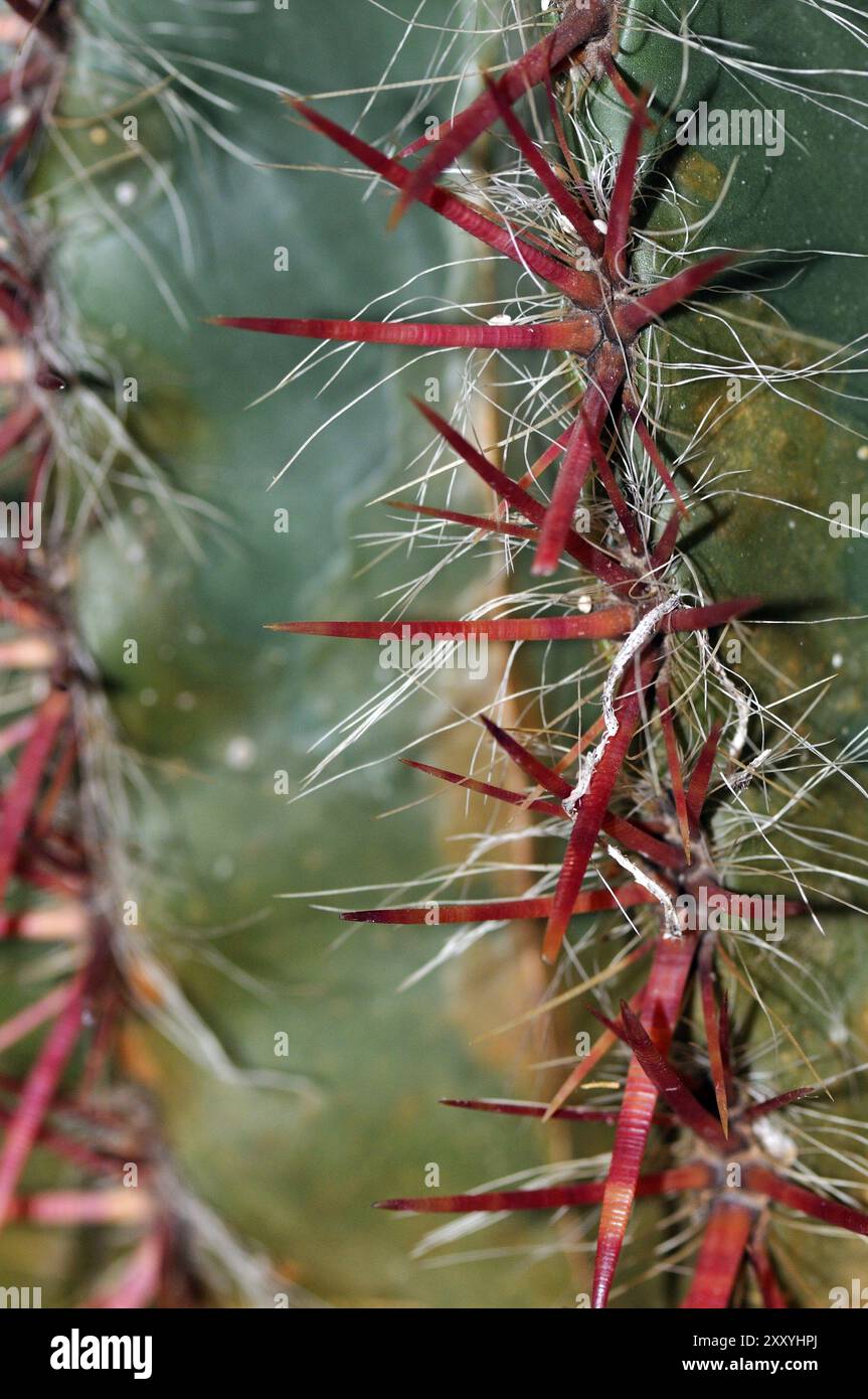 Cactus spines in a columnar cactus Cactus spines in a columnar cactus ...