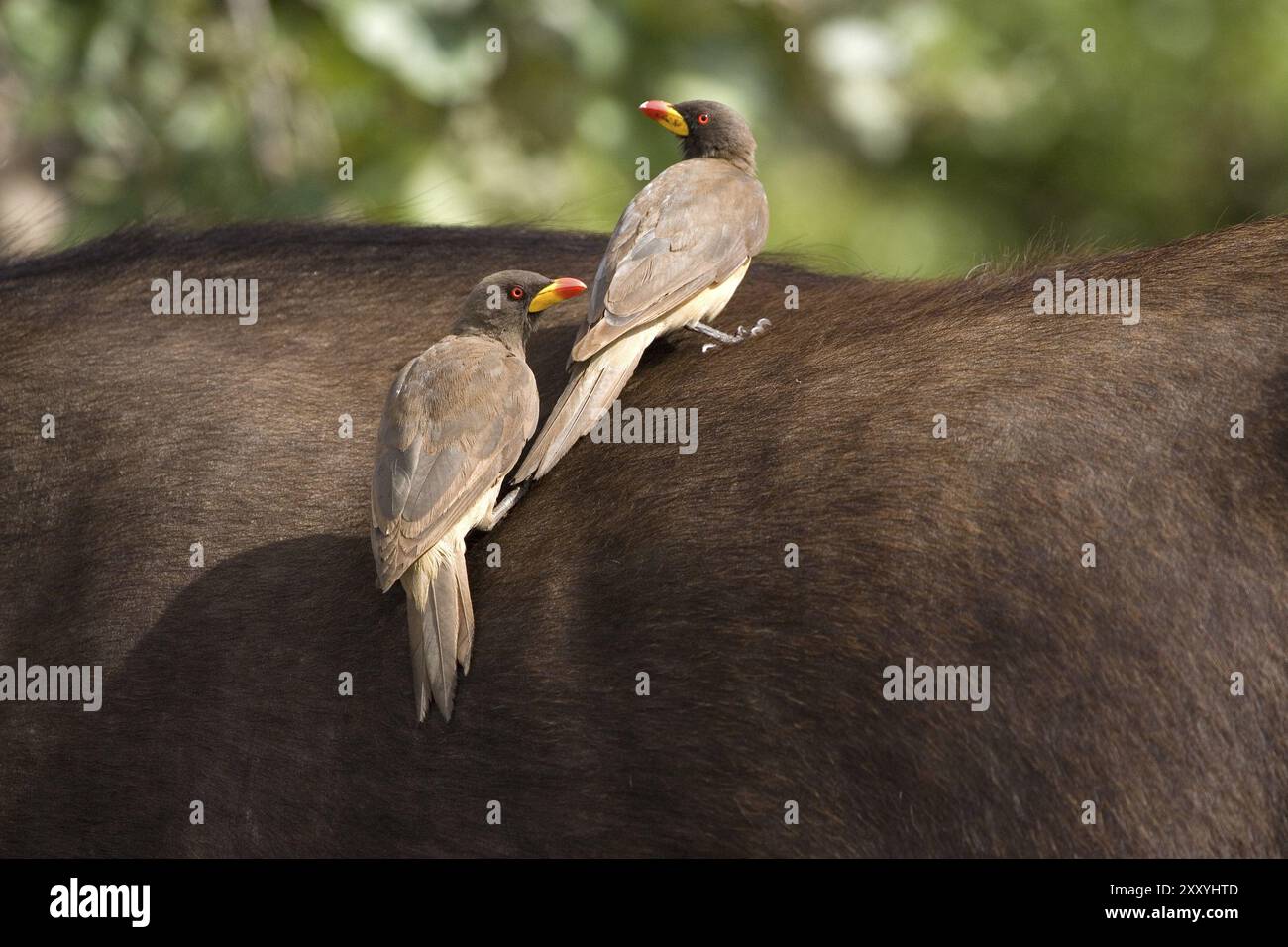Two yellow-billed oxpeckers on an African buffalo Stock Photo - Alamy