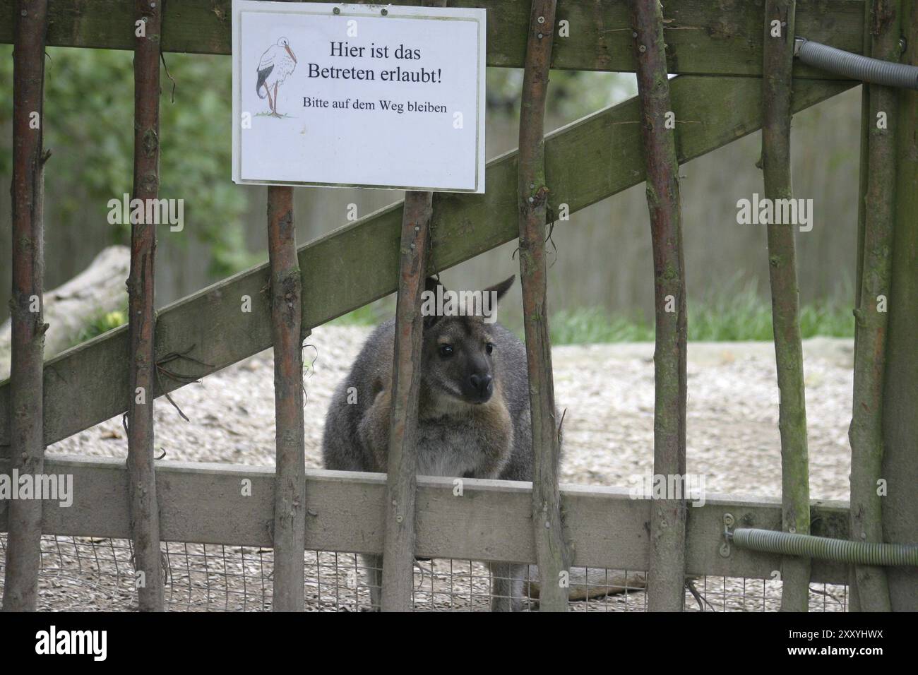 Kangaroo behind a gate Stock Photo - Alamy