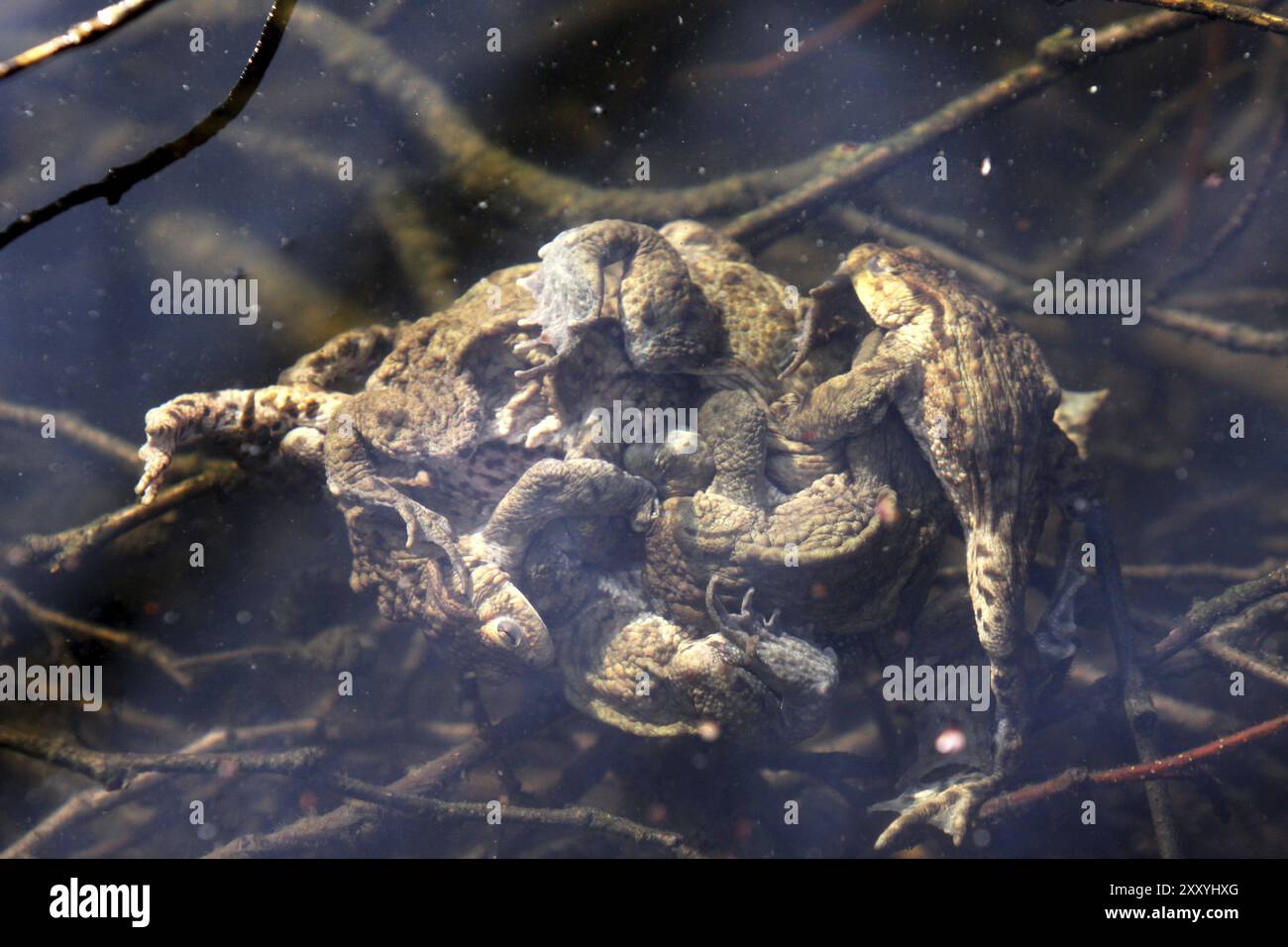 Migration frogs hi-res stock photography and images - Alamy