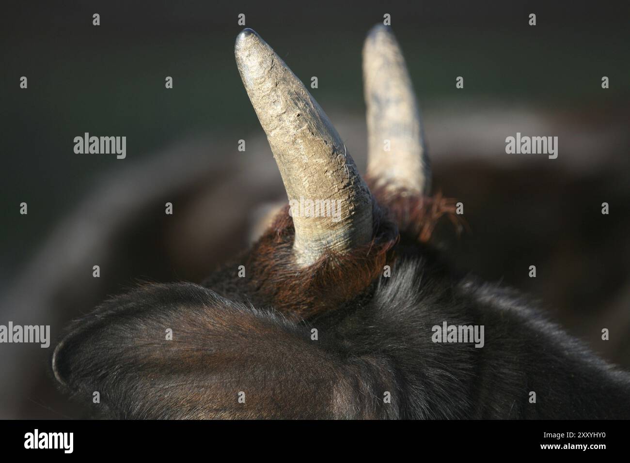 Horns of a humpback cattle Stock Photo - Alamy