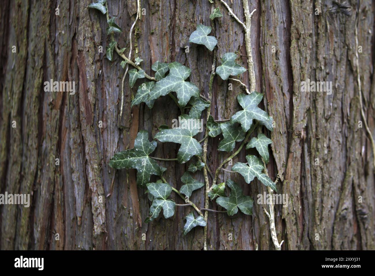 Ivy on a tree Stock Photo - Alamy