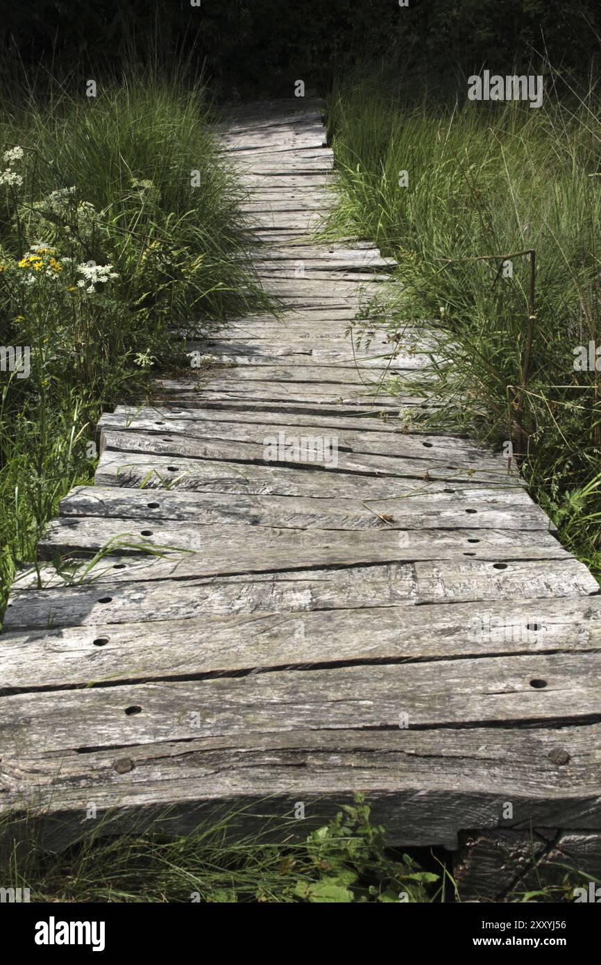 Boardwalk through swampy landscape hi-res stock photography and images ...