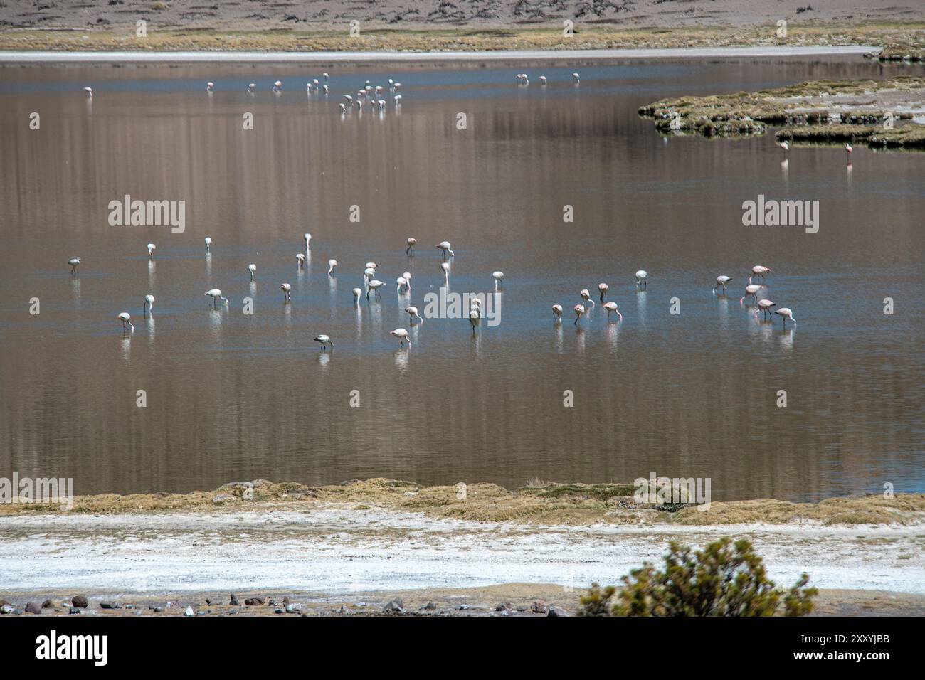 Desert city fauna hi-res stock photography and images - Alamy