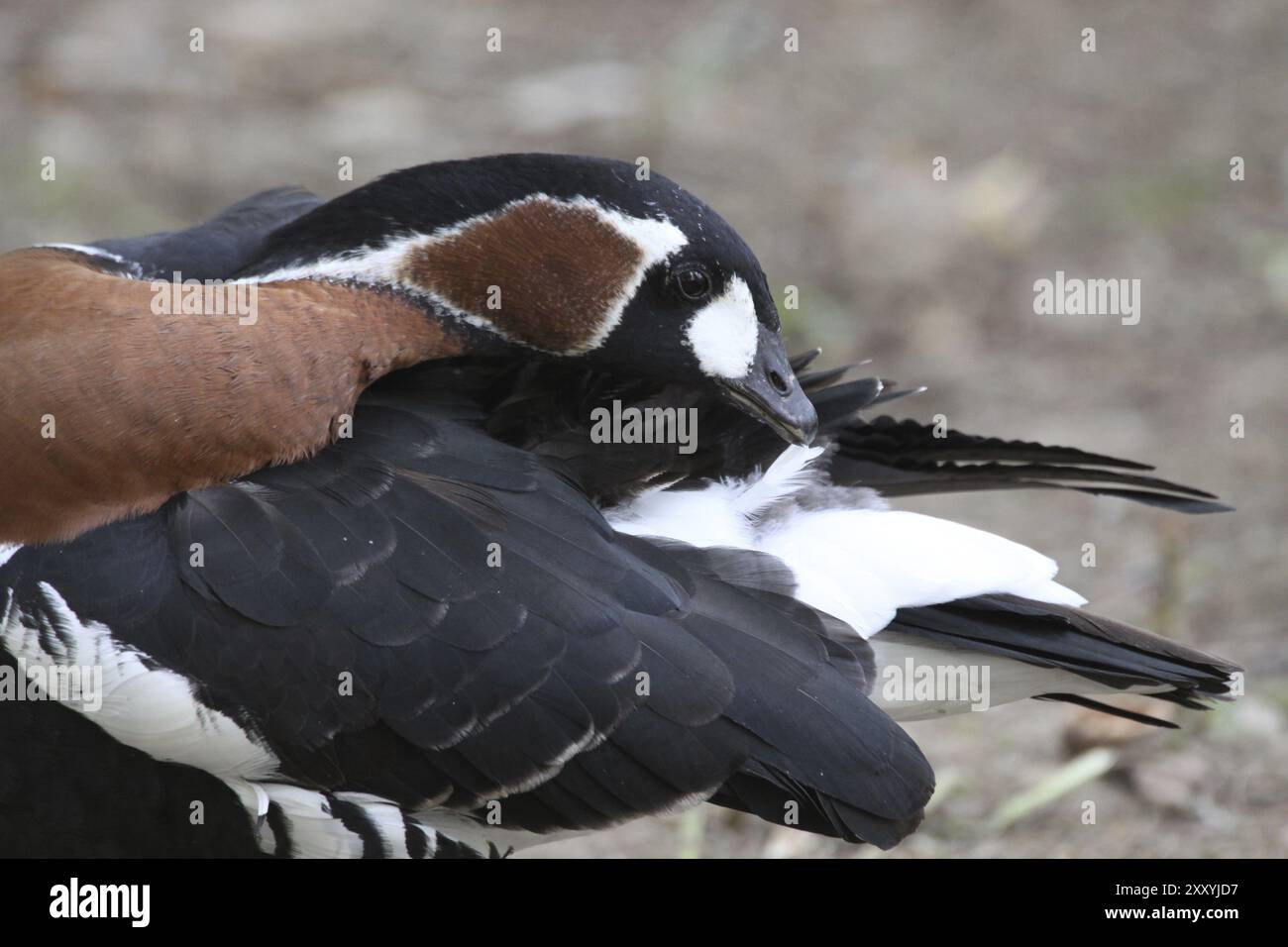 Tending their feathers hi-res stock photography and images - Alamy