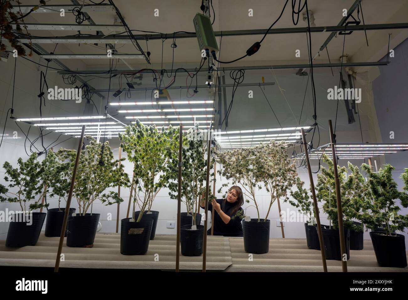 Maria Aparecida Carvalho checks on her marijuana plants that she ...