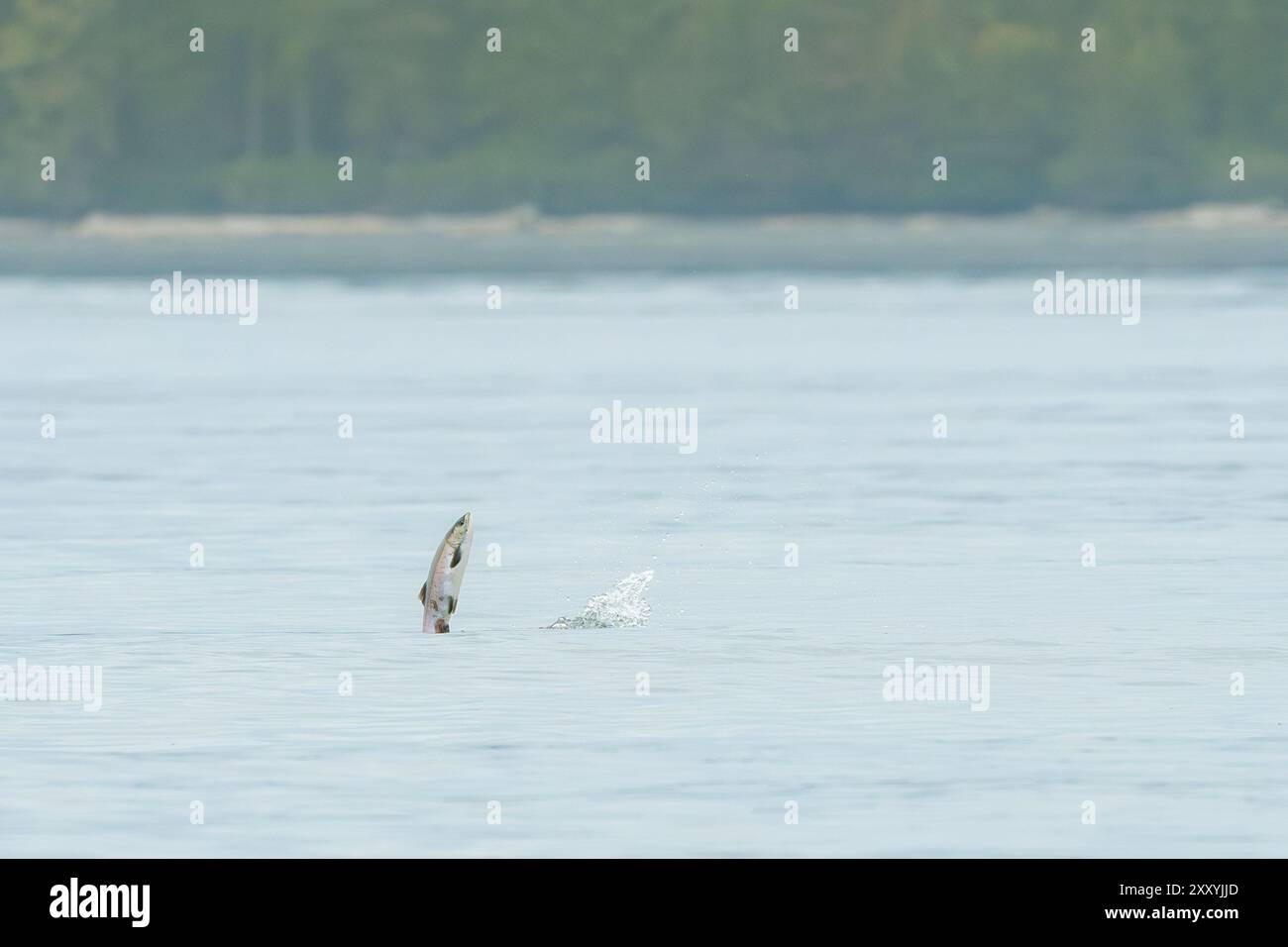 Pacific salmon jumping in the ocean Stock Photo - Alamy