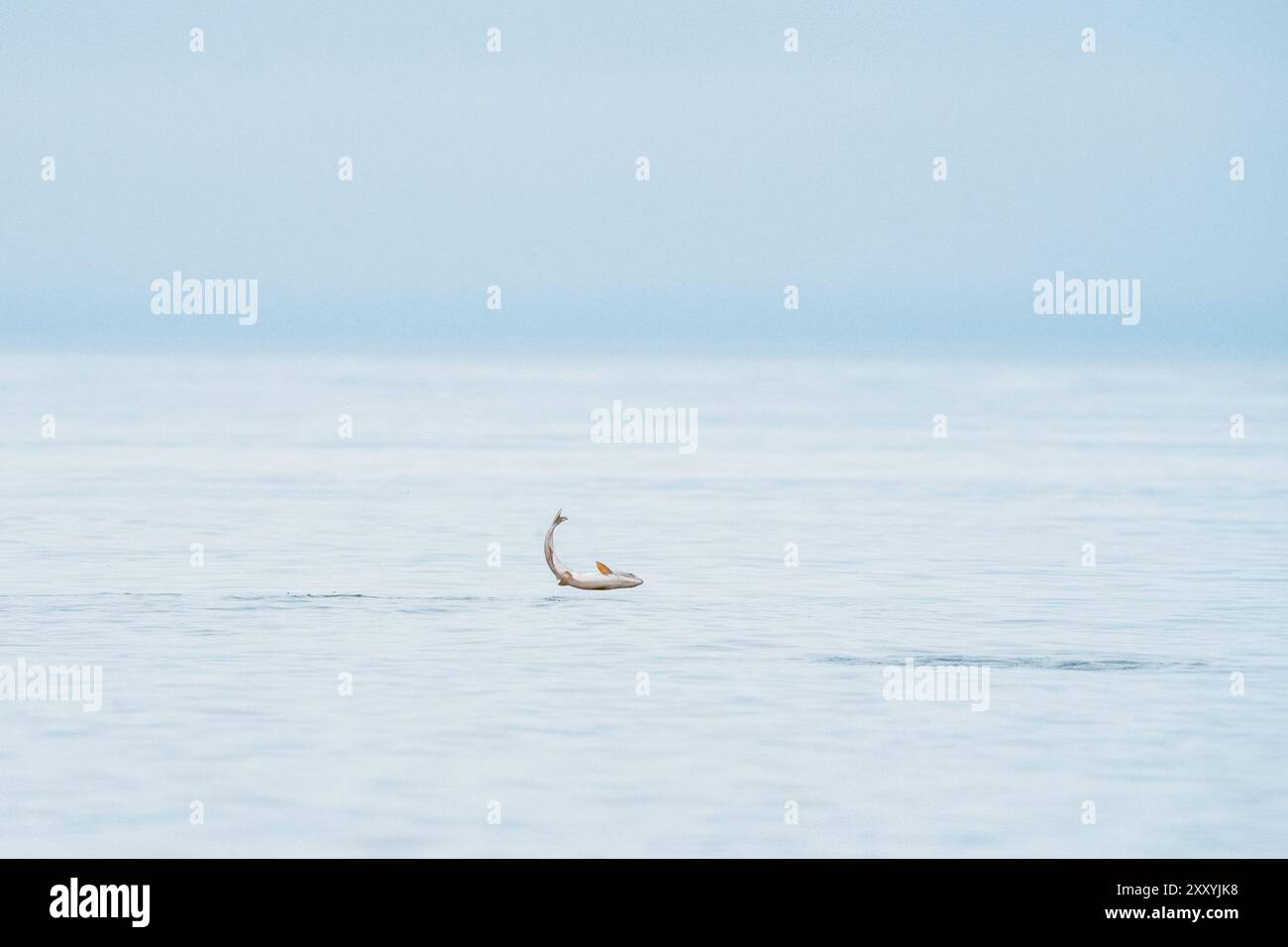 Leaping fish hi-res stock photography and images - Alamy