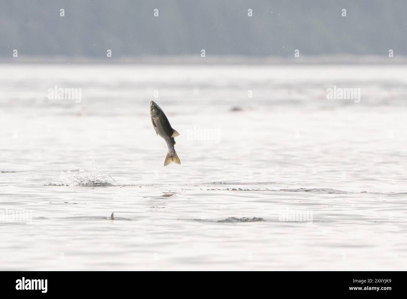 Jumping fish river hi-res stock photography and images - Alamy
