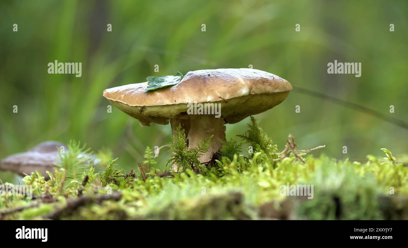 Wild Boletus edulis mushroom in a green forest setting, showcasing ...
