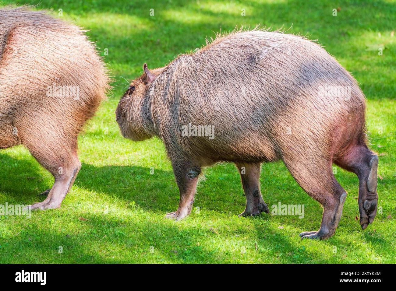 A large capybara lies on the green grass in the park. South American ...