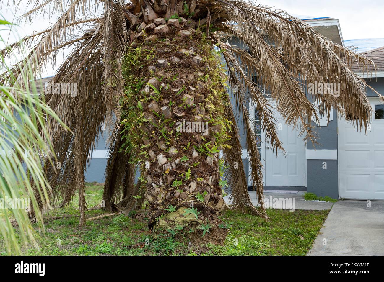 Dry dead palm tree on Florida home backyard Stock Photo - Alamy