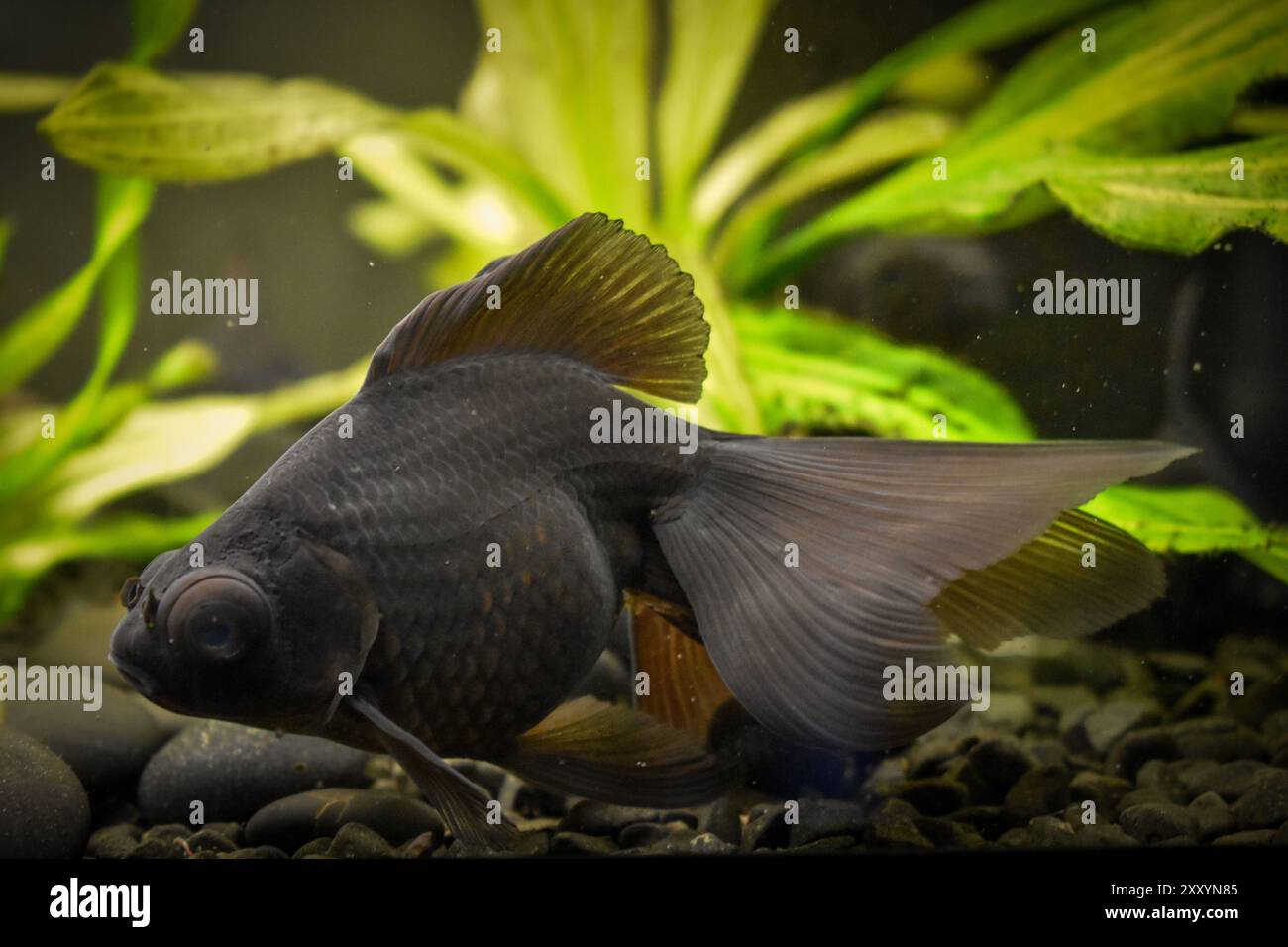 black goldfish swims in aquarium in clear water Stock Photo - Alamy