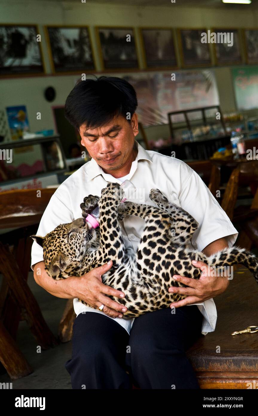 A young indochinese leopard being fed with a bottle Stock Photo - Alamy