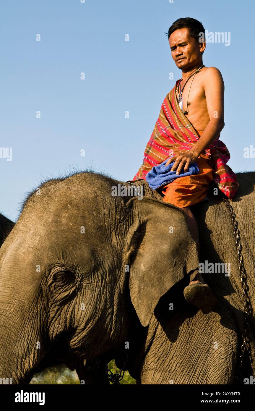 The colorful elephant Round-up in Surin, Thailand Stock Photo - Alamy