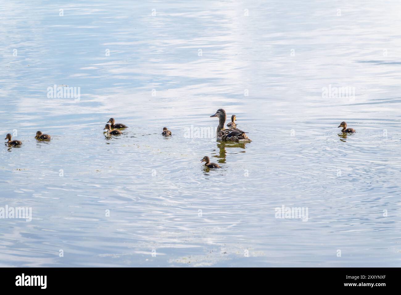 A family of ducks, a duck and its little ducklings are swimming in the ...