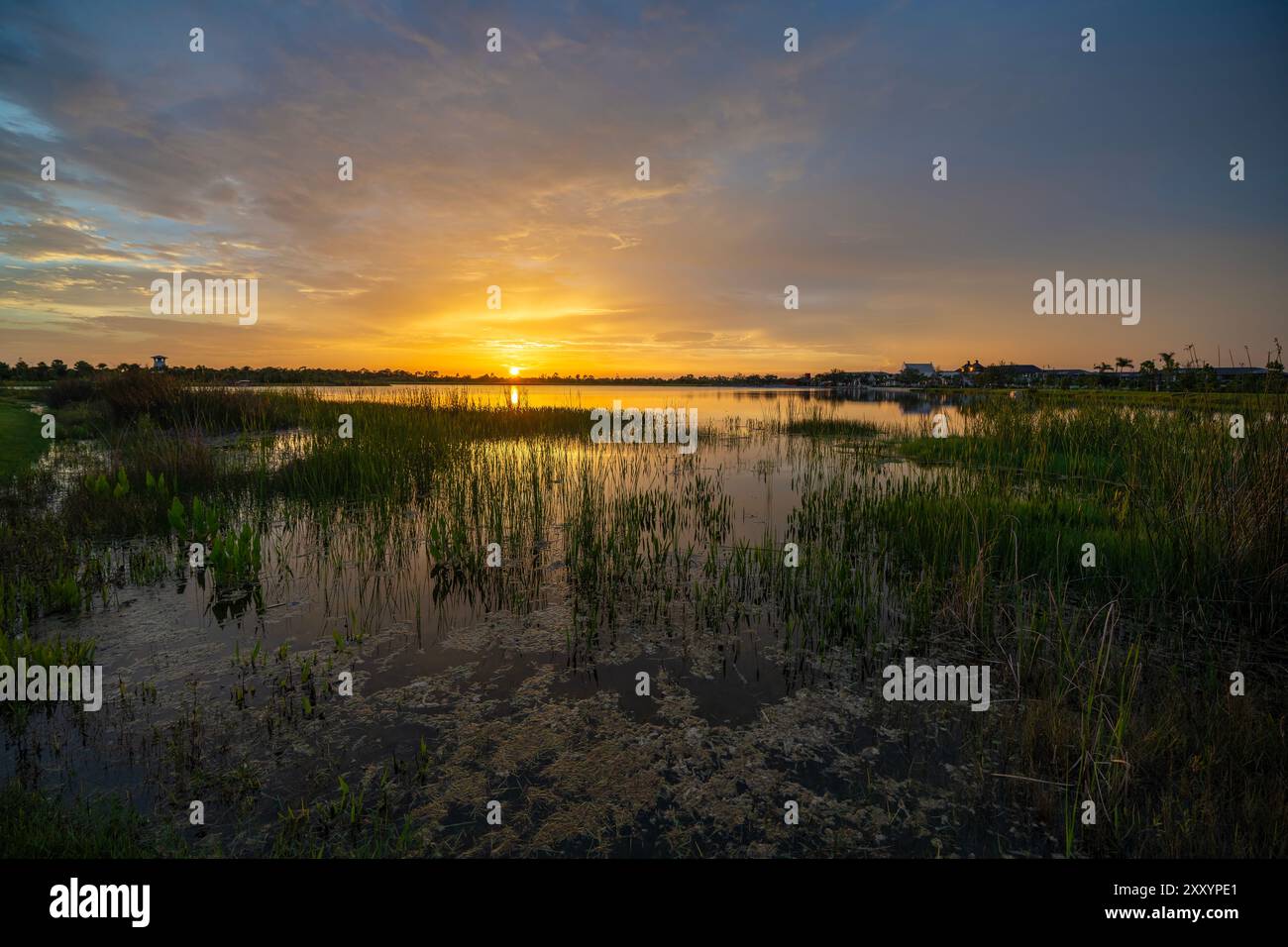 Tropical lake vegetation in southern swamp at sunset. Evening landscape ...