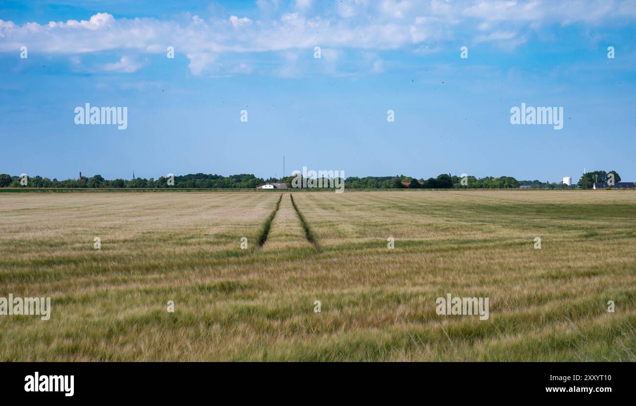 Farmland with wheatfields and grasses at the Danish countryside around ...