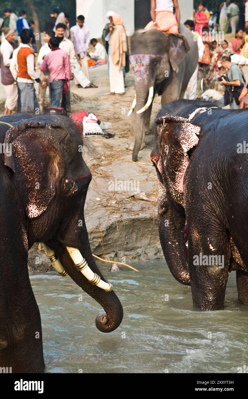 Elephants bathing in the Gandak river during the Sonepur Mela in Bihar ...
