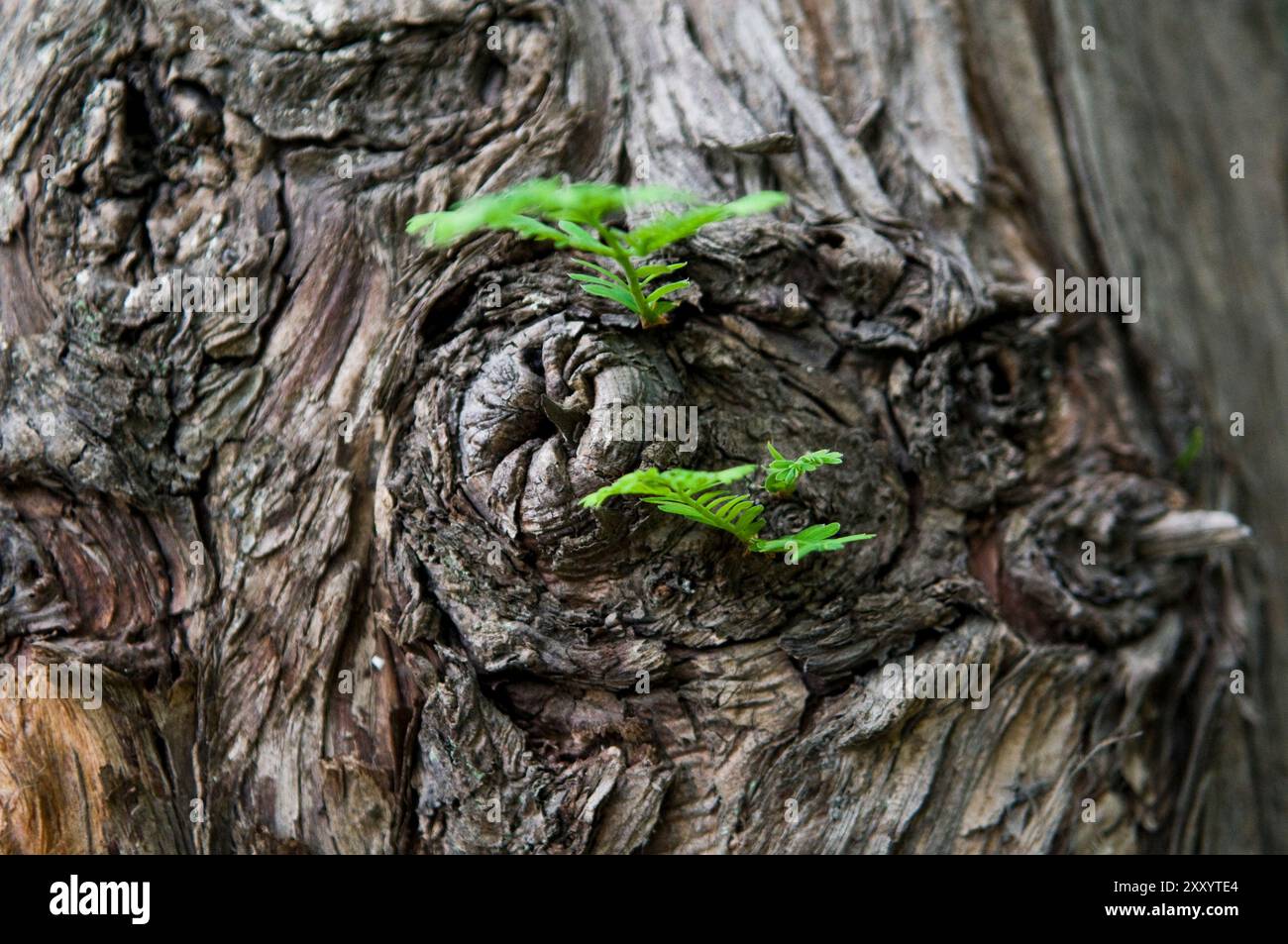 Nanjing zijin mountain hi-res stock photography and images - Alamy