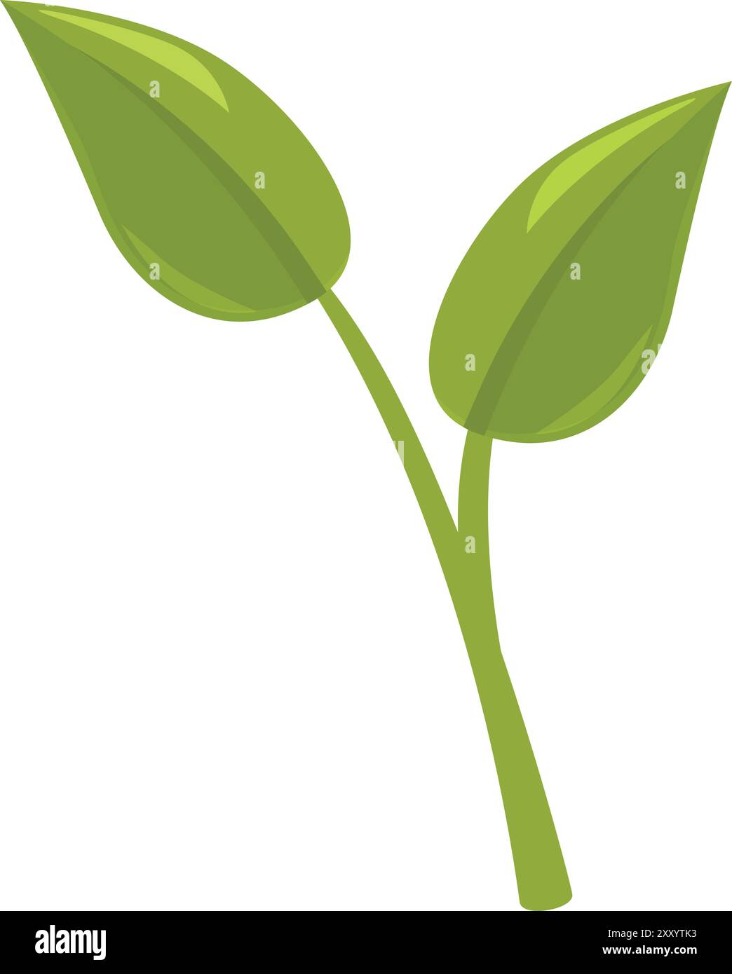 Cartoon vector sprout two leaves hi-res stock photography and images ...