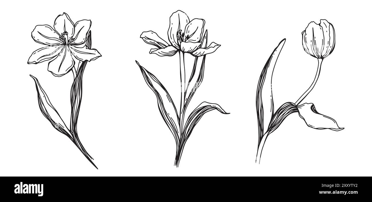 Spring flowers - Tulips. Vector hand drawn illustration of blossoming ...