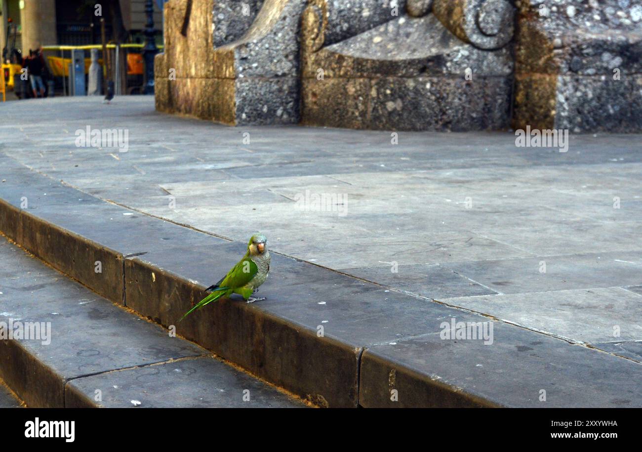 A green parakeet in Barcelona, Spain Stock Photo - Alamy