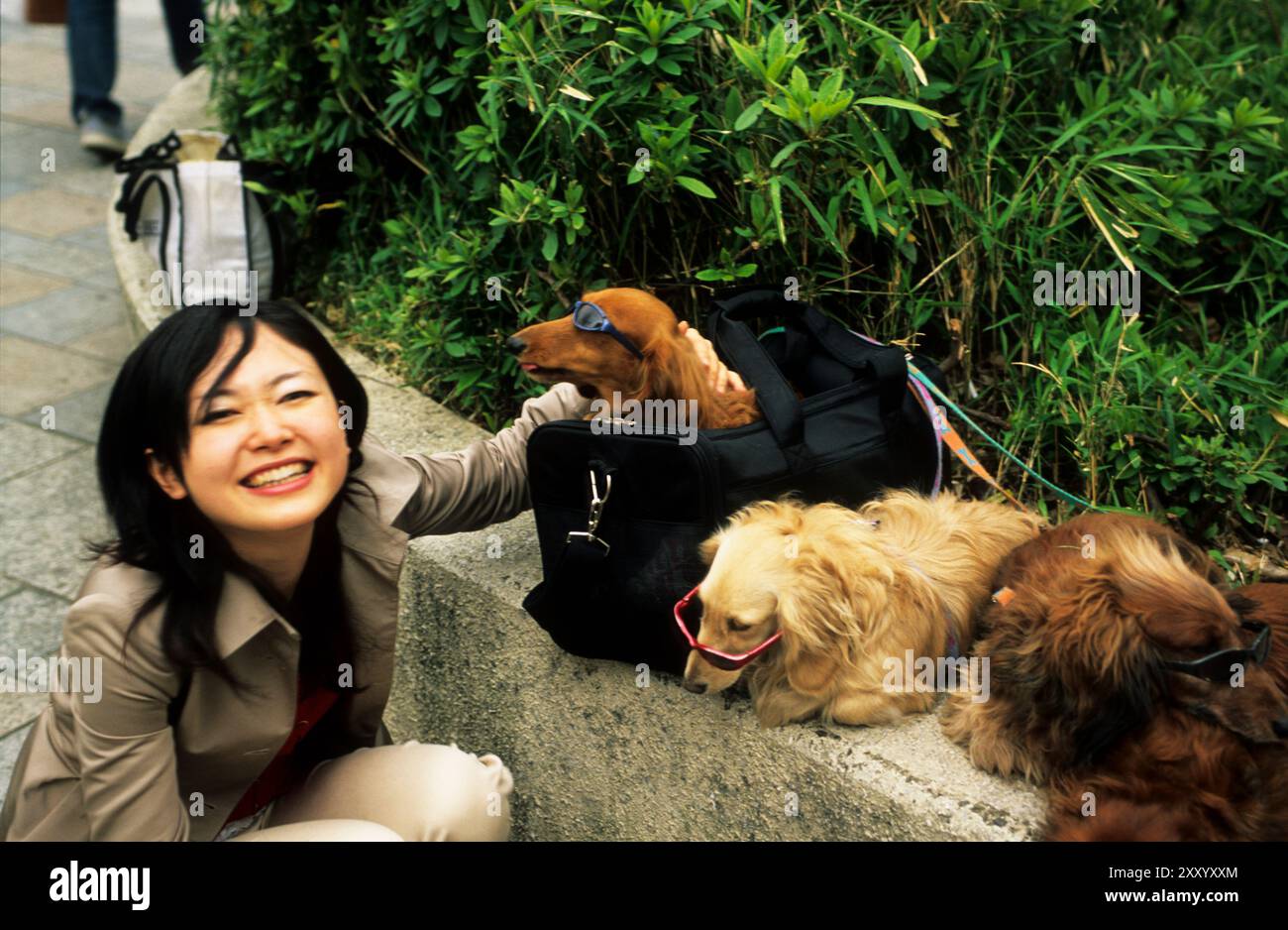 Fashionable Japanese dogs wearing sunglasses. Ometesando Ave. , Tokyo ...