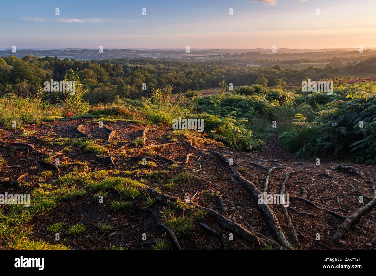 Tree roots with Ashdown Forest catching the early morning light on the ...