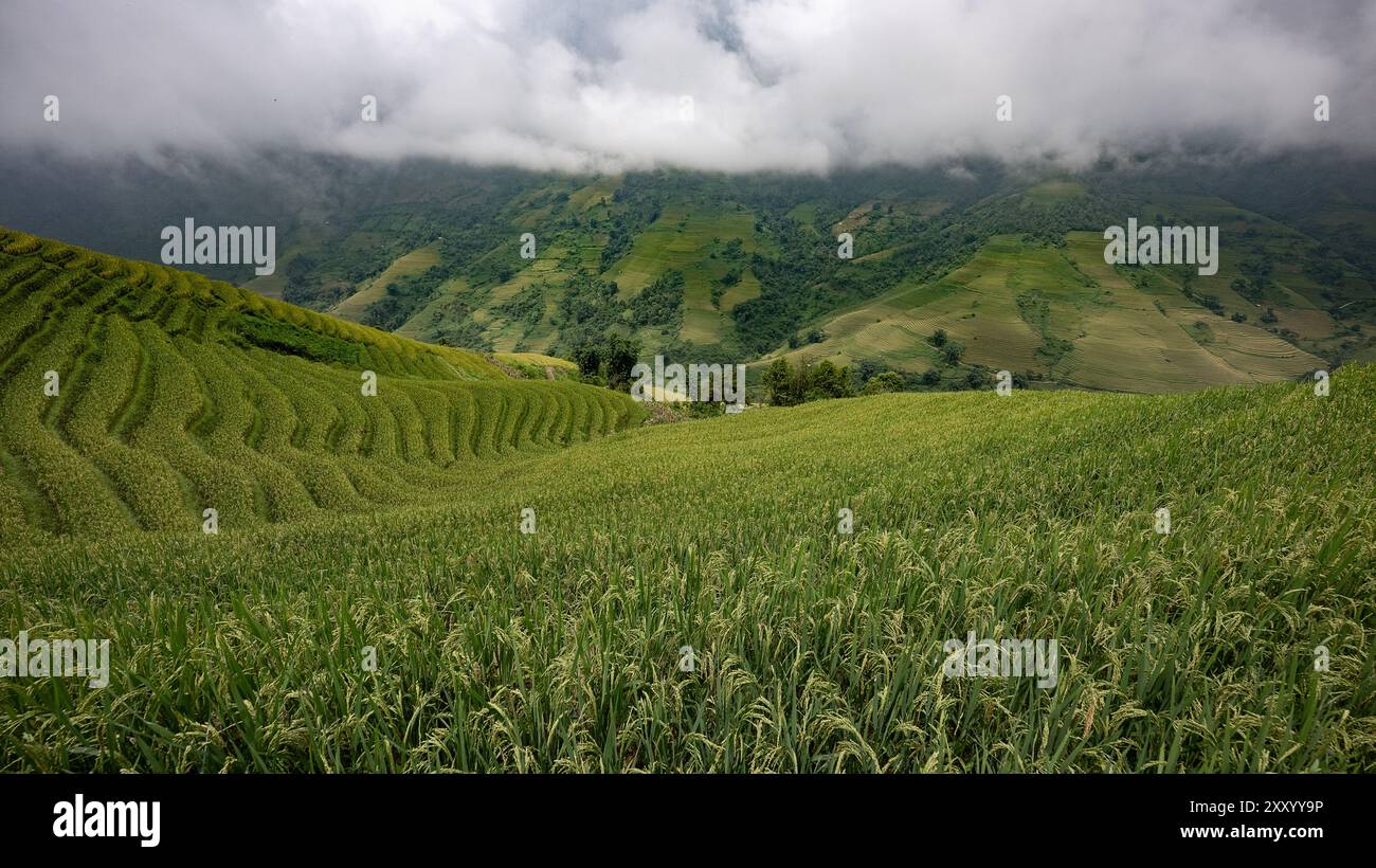 Landscape with green and yellow rice terraced fields and cloudy sky in ...