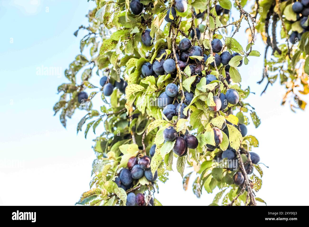 Zwetschkenernte hi-res stock photography and images - Alamy