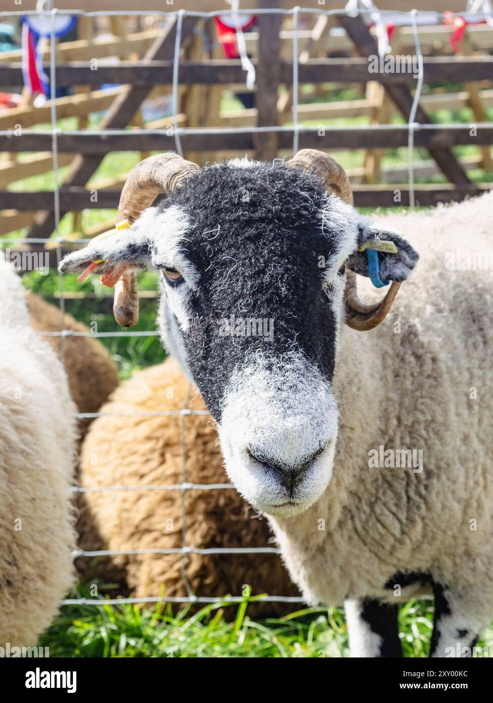 Sheep at an agricultural show Stock Photo - Alamy
