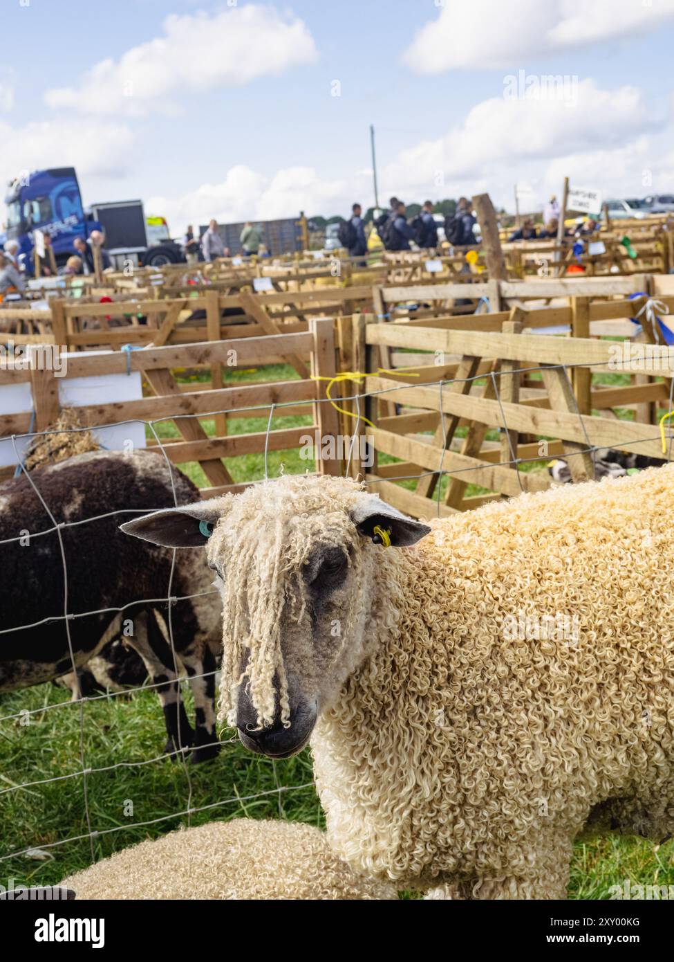 Sheep at an agricultural show Stock Photo - Alamy