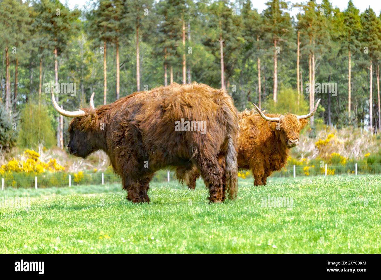Two big yaks with long horns stand idle in the grassland Stock Photo ...