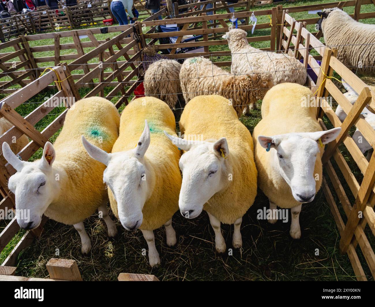 Sheep at an agricultural show Stock Photo - Alamy
