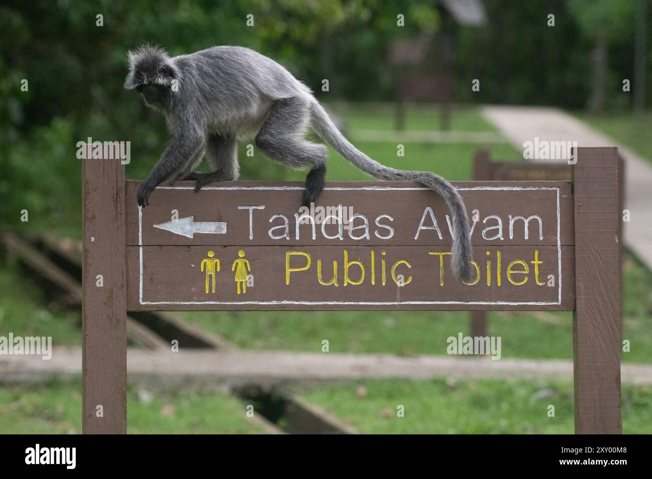 A silvery lutung monkey (Trachypithecus cristatus) ontop of a public ...