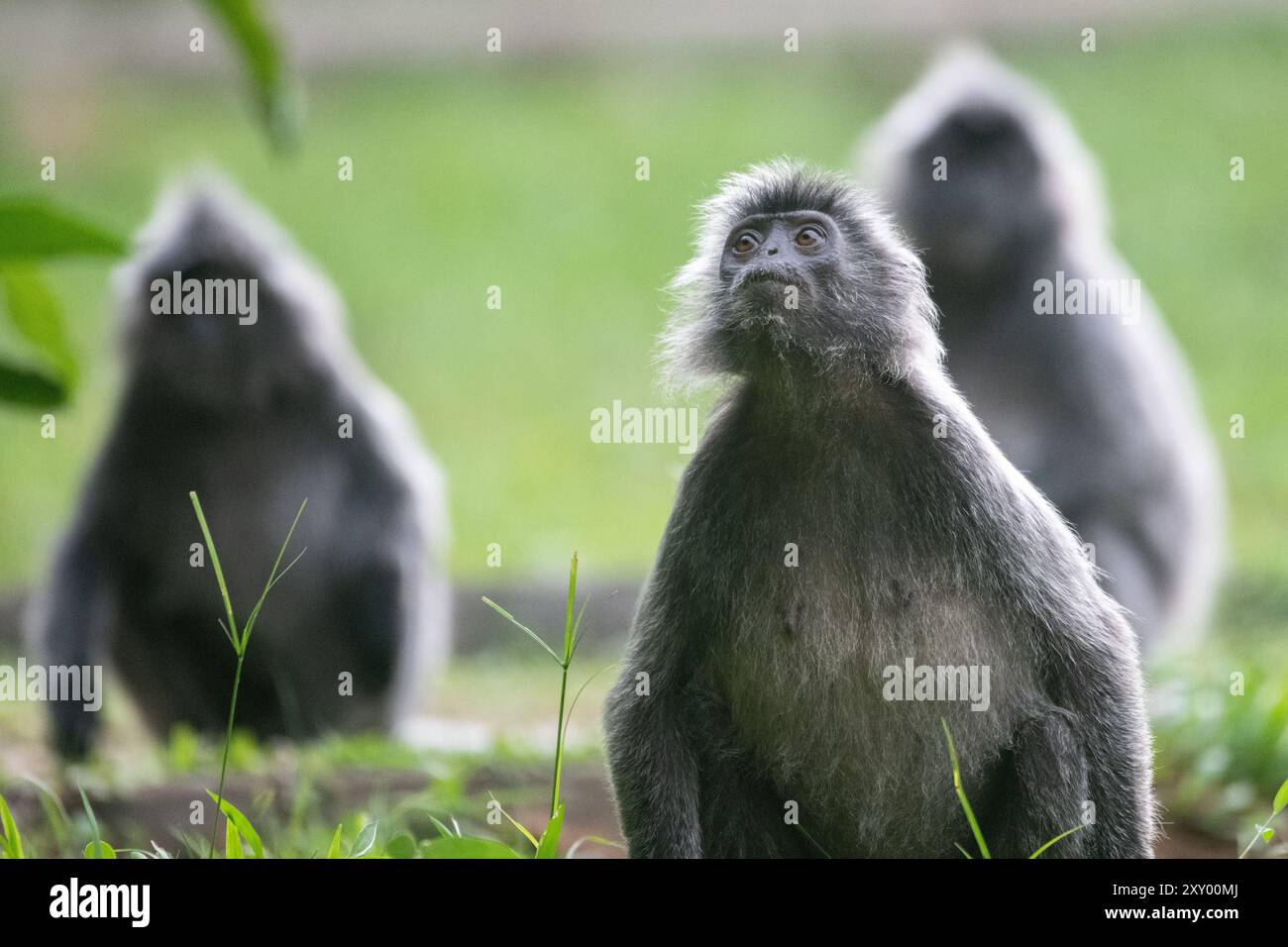 Silvered leaf monkeys trachypithecus cristatus hi-res stock photography ...
