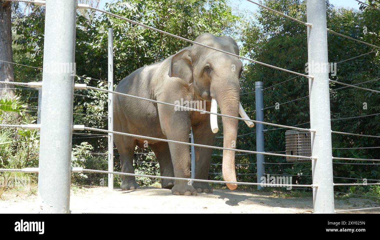 Los Angeles, California, USA 26th August 2024 Asian Elephant Billy at ...