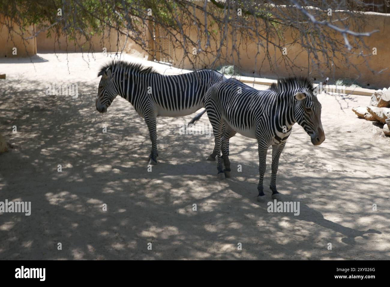Los Angeles, California, USA 26th August 2024 Grevy;s Zebras at LA Zoo ...