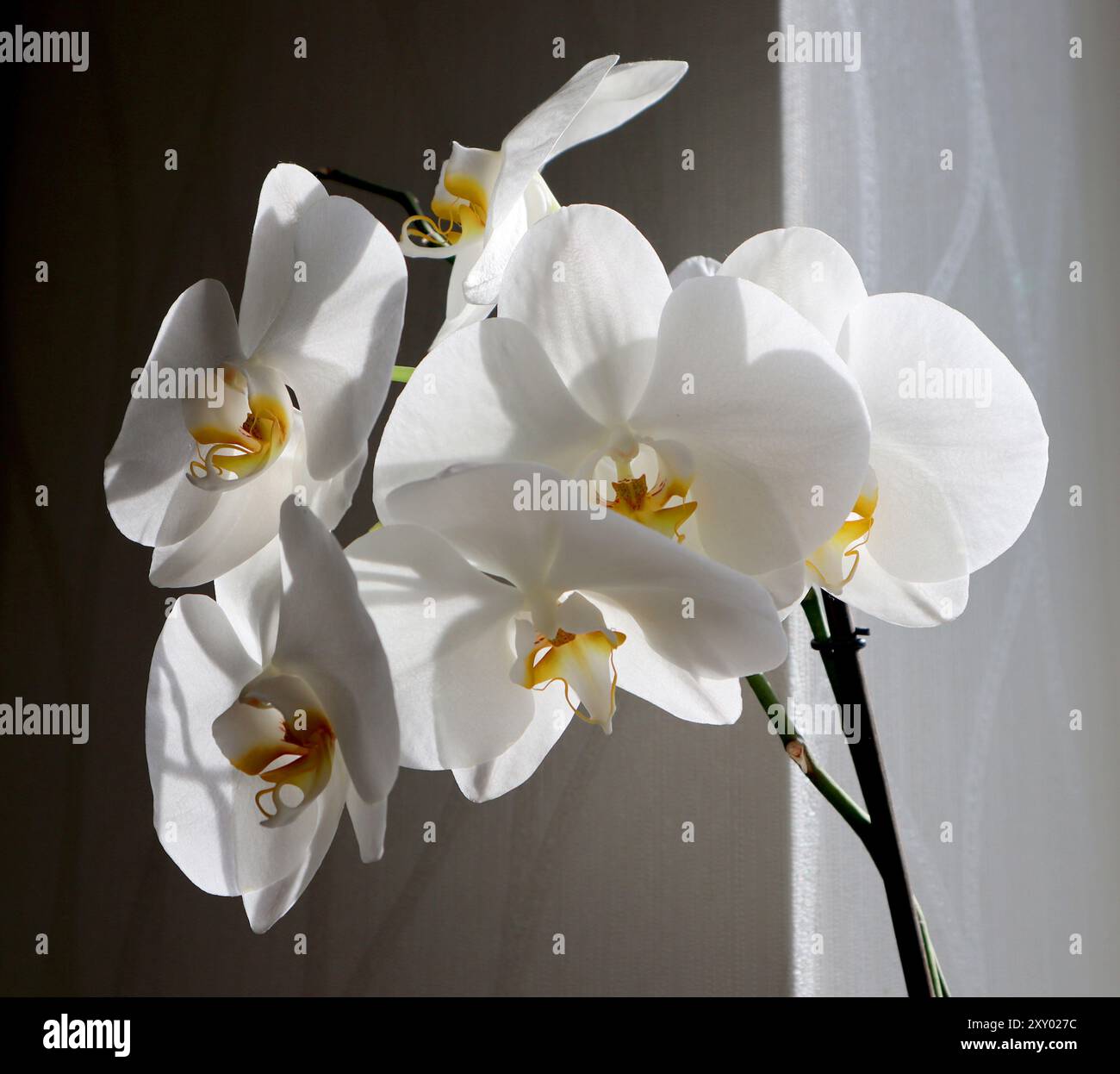 Photo of white orchid flowers. Yellow middle. Background of different ...