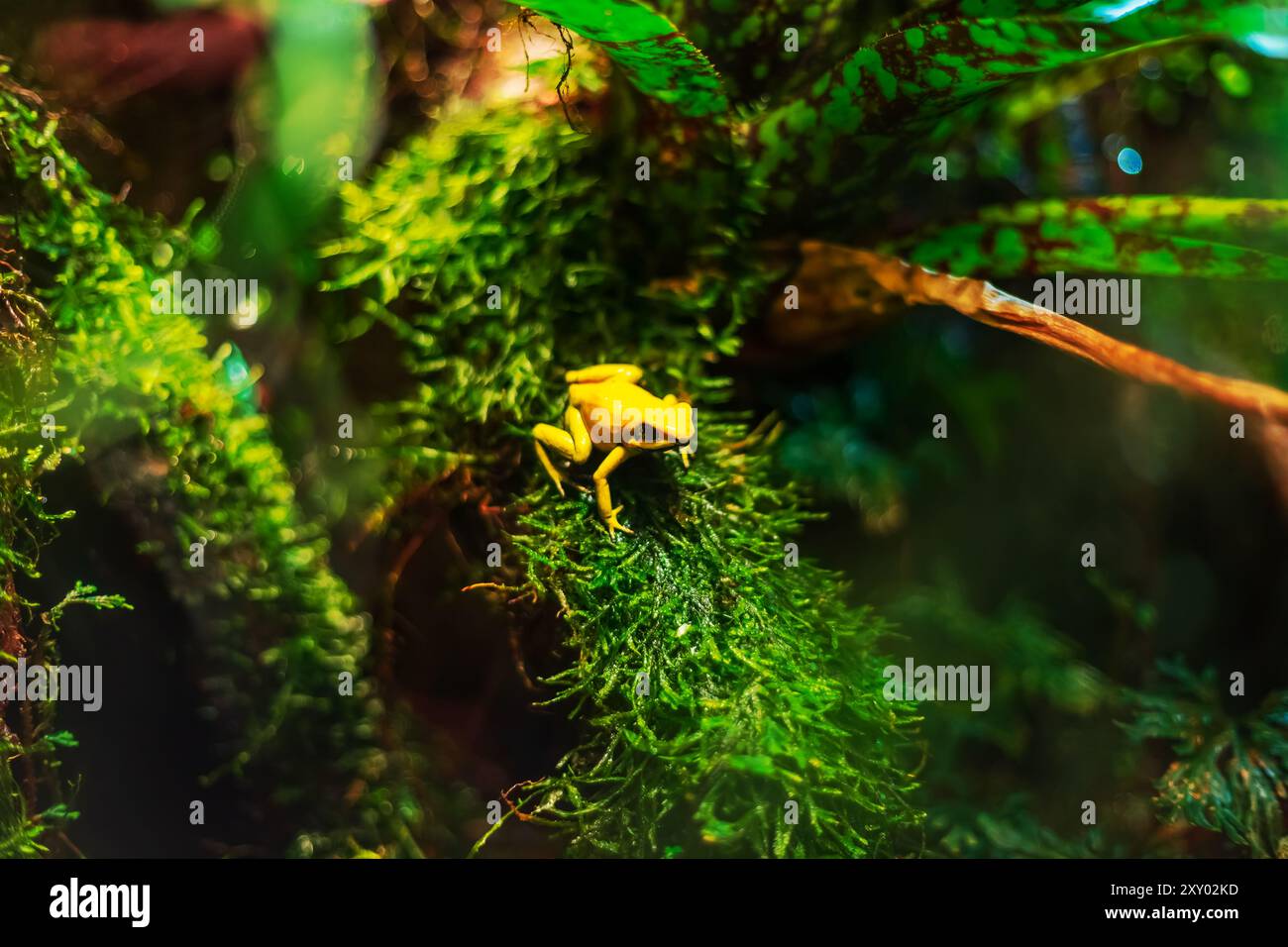 The poison dart frog Phyllobates terribilis is a dangerous animal ...