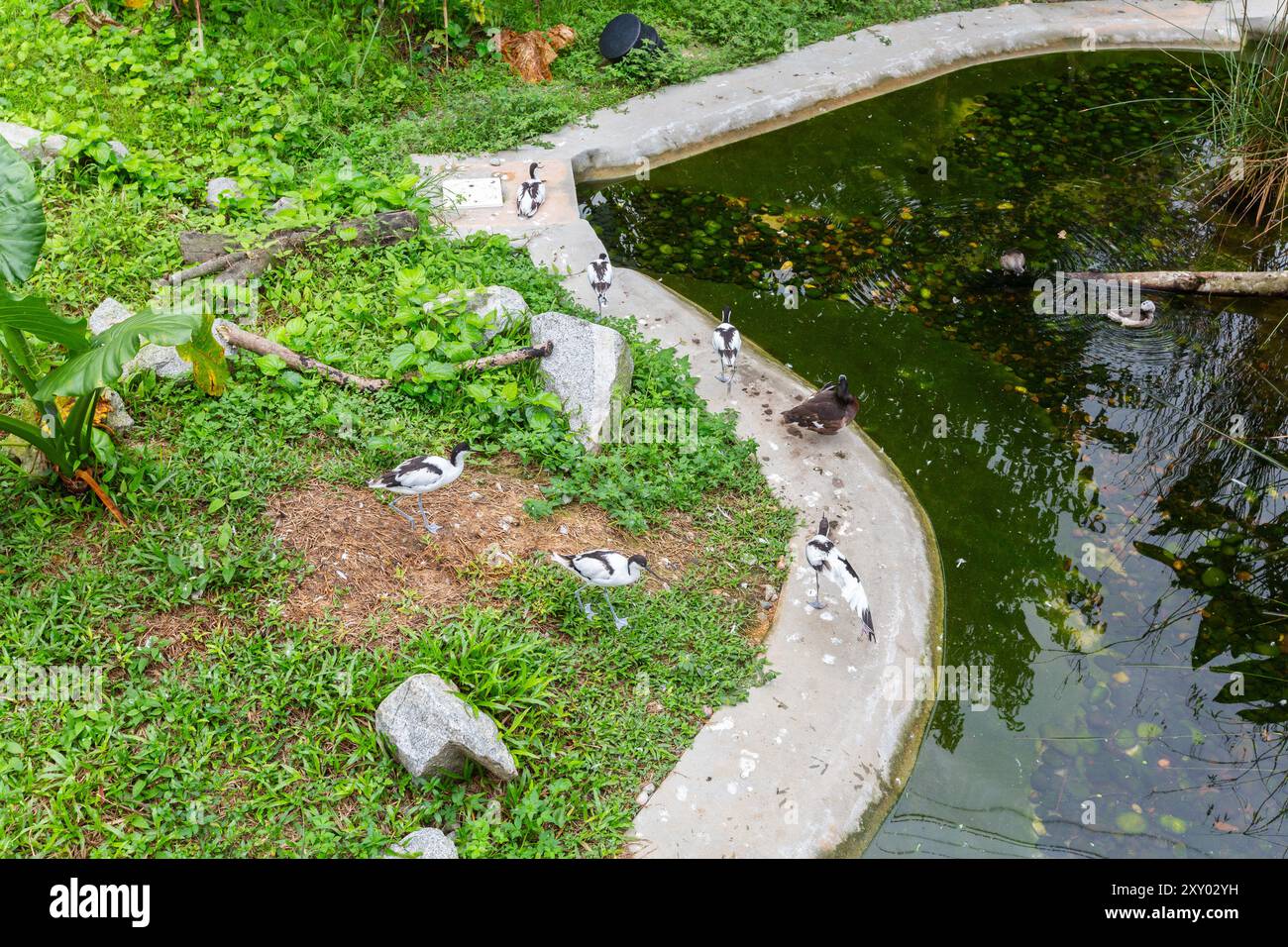 Top down view of black and white medium sized Pied Avocet ...