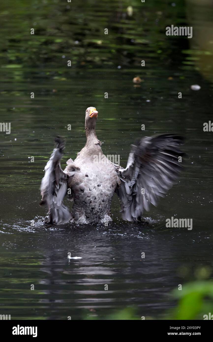 Beauty of goose hi-res stock photography and images - Alamy