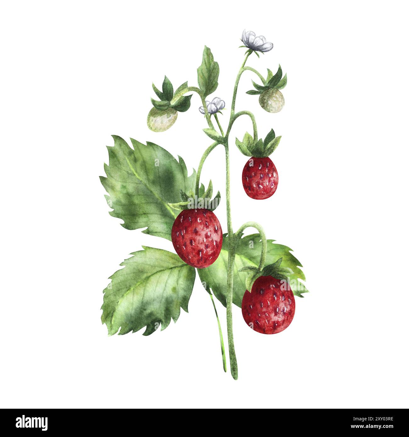 Red wild strawberry with leaves, bush. Isolated hand drawn watercolor ...